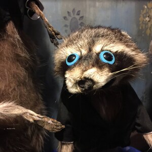 Weird Taxidermy: Customizable Raccoon | Etsy