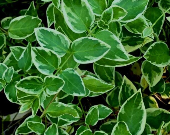 10 Variegated Vinca Periwinkle Trailing Vine Starter Plants Bare Root ...