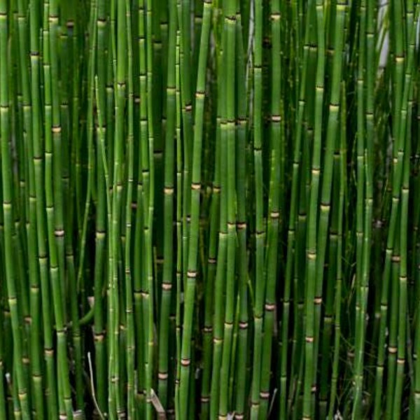 Horsetail Reed - Etsy