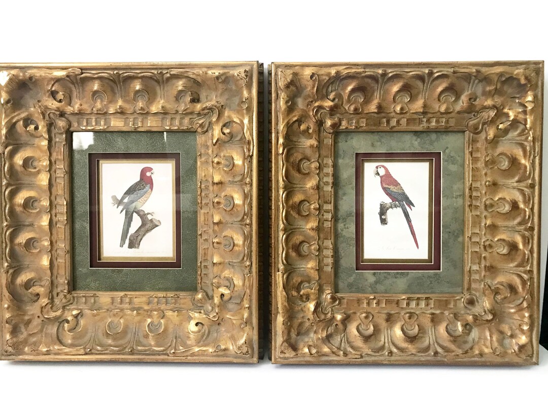 Framed Parrot Prints SET, Ornate Large 15x17 Gold Frames, Reproduction ...