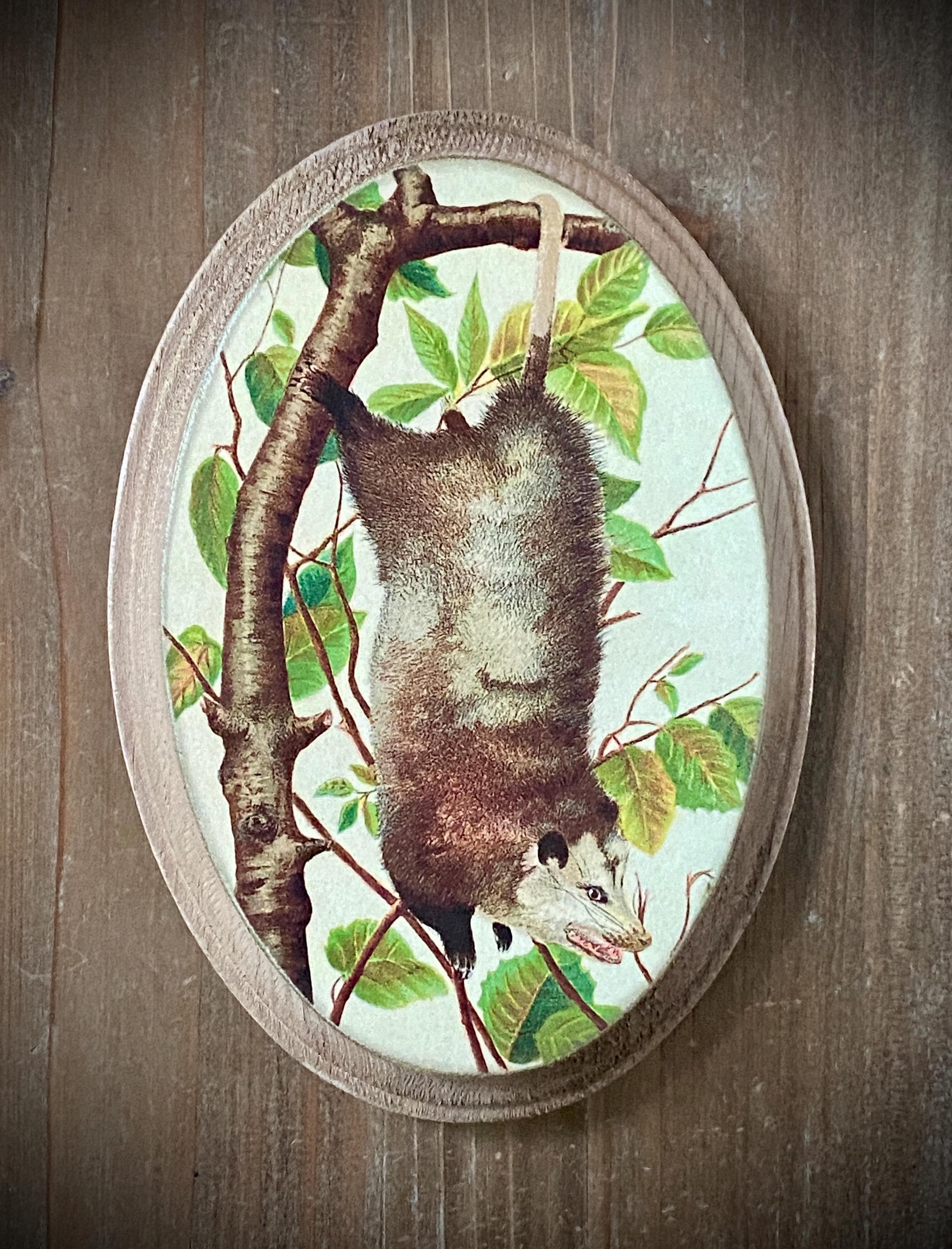 Possum Opossum Portrait Distressed Plaque Sign Anthropomorphic Cameo ...