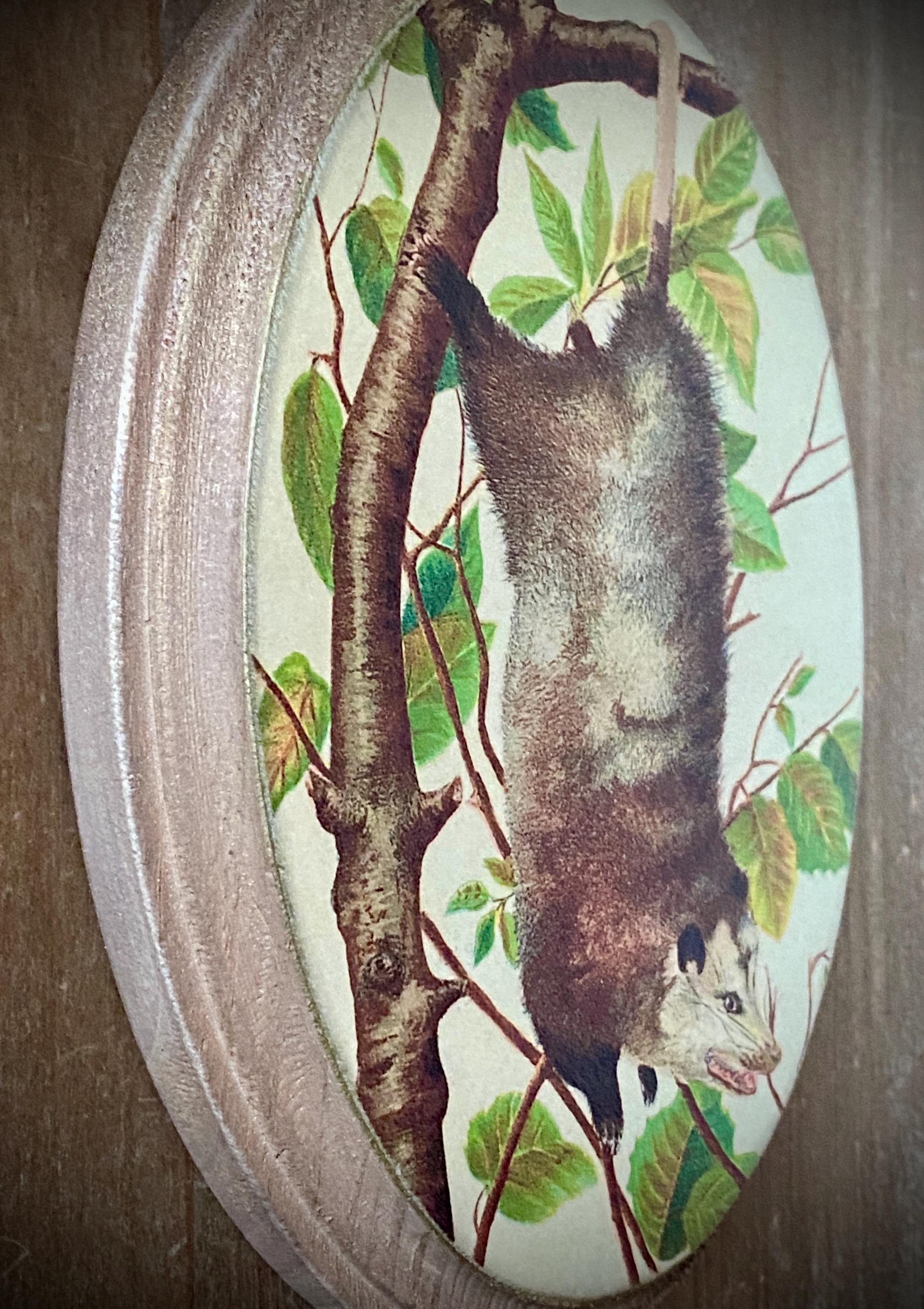 Possum Opossum Portrait Distressed Plaque Sign Anthropomorphic Cameo ...