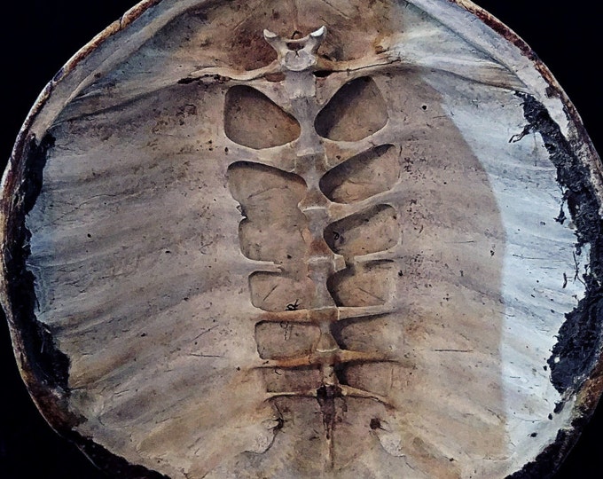 Real Snapping Turtle Shell - Etsy