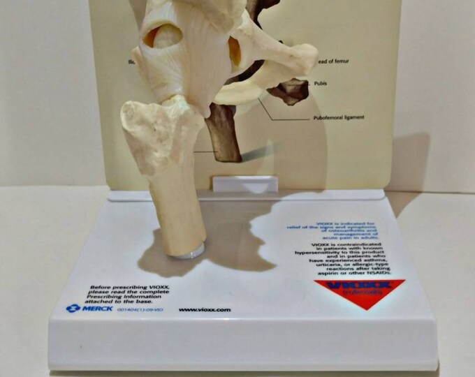 Merck Anatomical Hip Model Display - Etsy