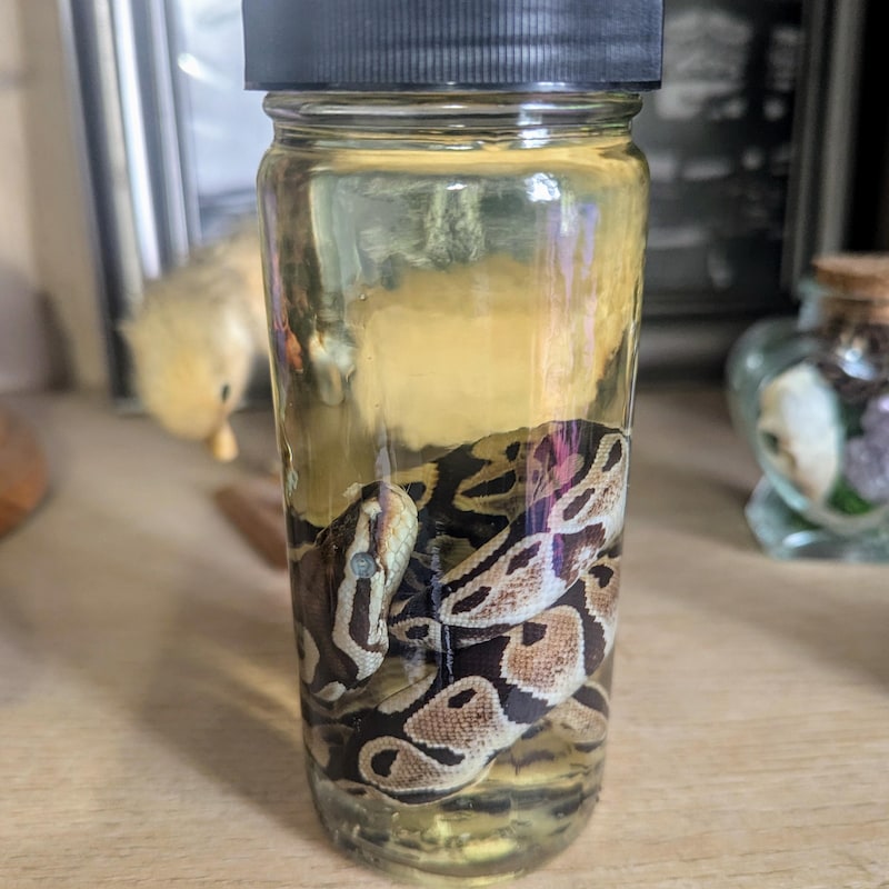 LoveBizarreOddities - Etsy