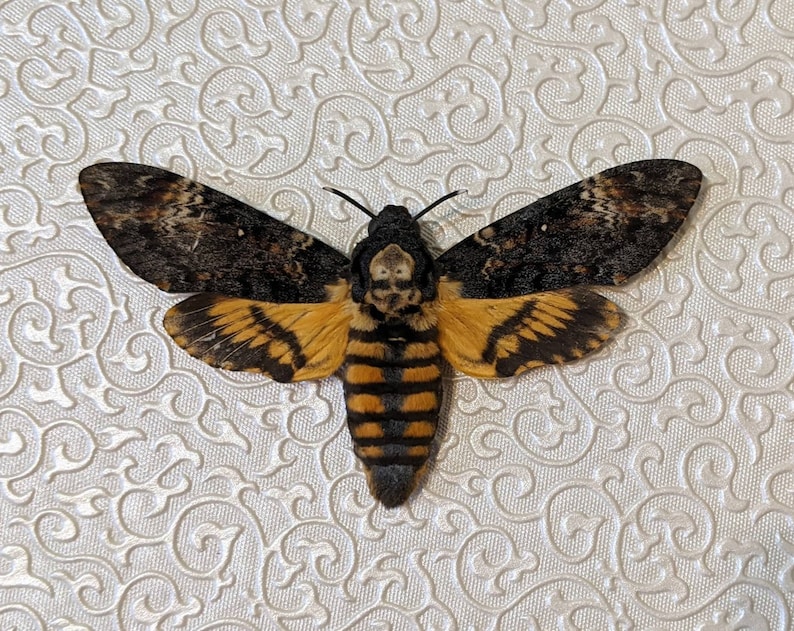 Death's Head Hawk-moth acherontia Atropos - Etsy