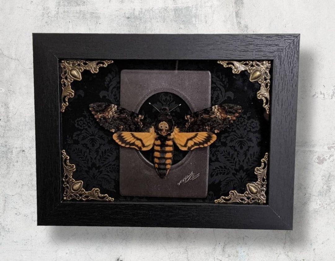 Death Head Moth Taxidermy Art - Made to Order - Etsy