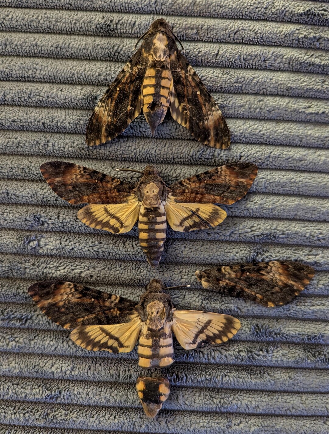 Death's Head Hawk-moth Specimens for Craft Use or Repair (acherontia ...