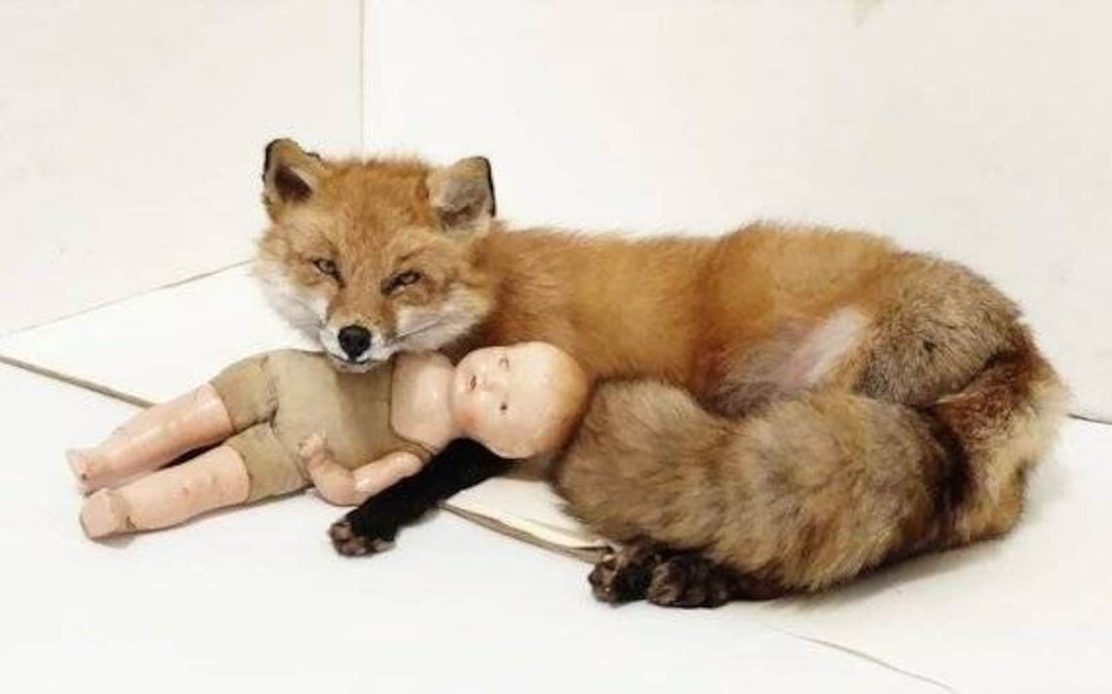 Fox Soft Mount Commission - Etsy