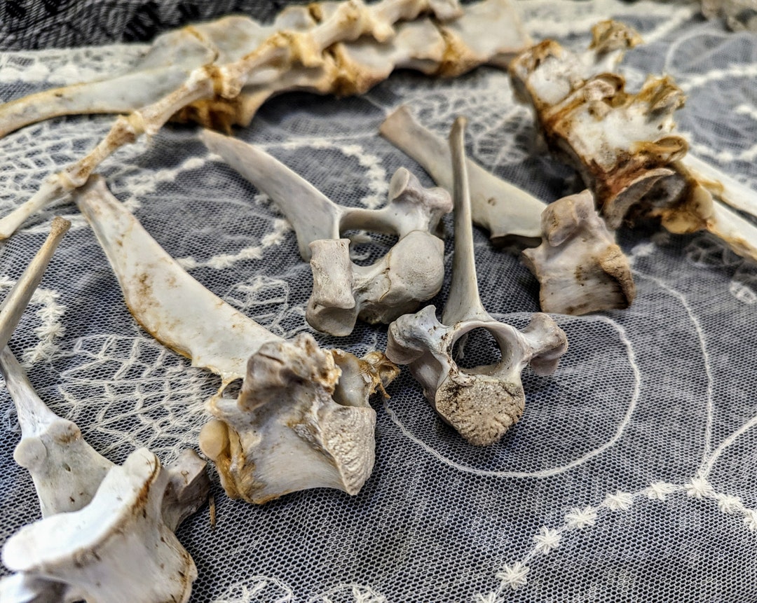 Cow & Deer Vertebrae Bone Lot - Etsy