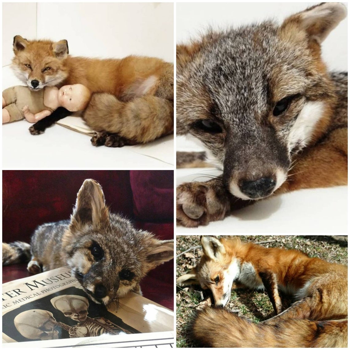 Fox Soft Mount Commission - Etsy