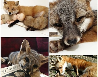 Silver White Mark Fox Soft Mount Taxidermy High Museum Quality - Etsy