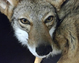 MADE TO ORDER Taxidermy Coyote Soft Mount, Softmount Commission, See ...