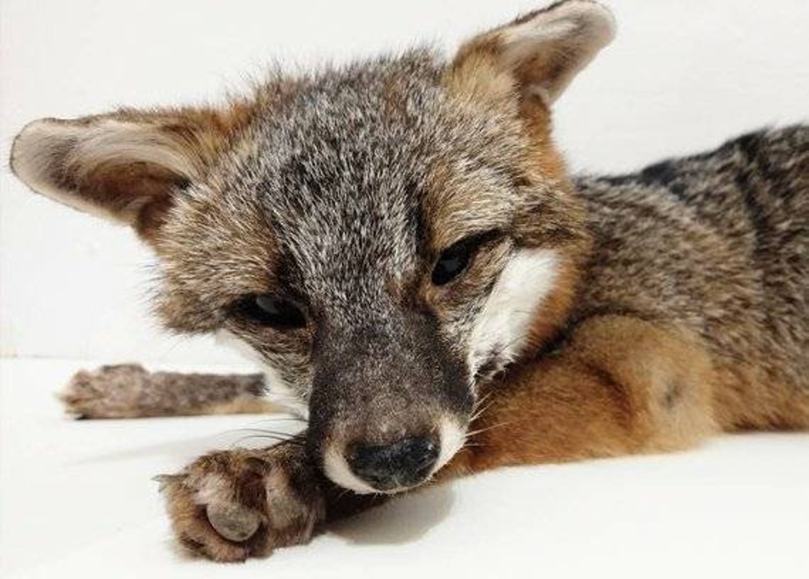 Fox Soft Mount Commission - Etsy