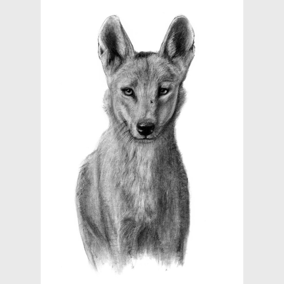 Australian Dingo A4 Art Print, Wall Art, Home Decor - Etsy Norway