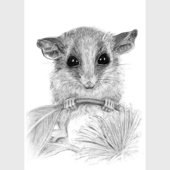 Australian Pygmy Possum Art Print Wall Art Home Decor | Etsy