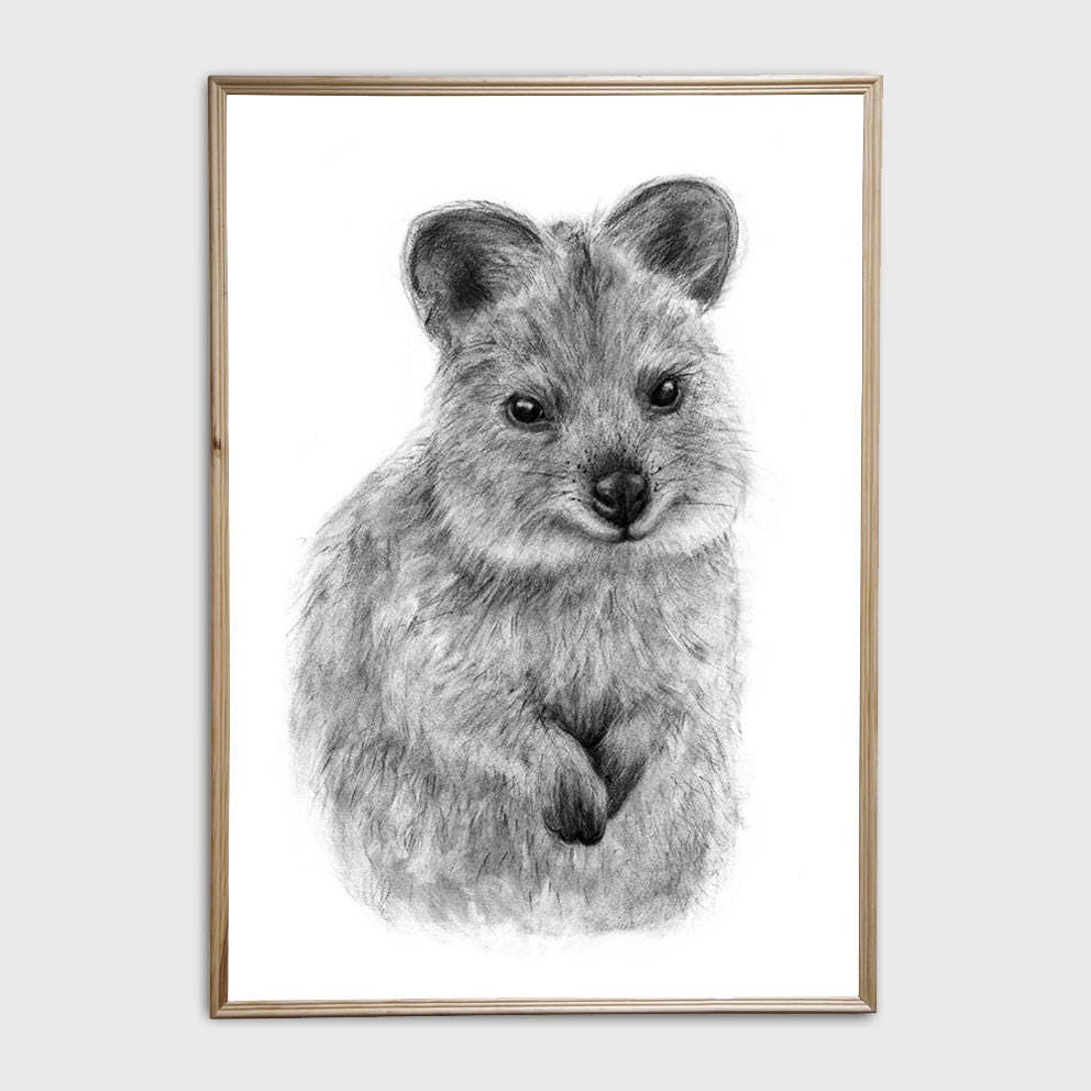 Australian Quokka Art Print, Wall Art, Home Decor, Various Sizes - Etsy