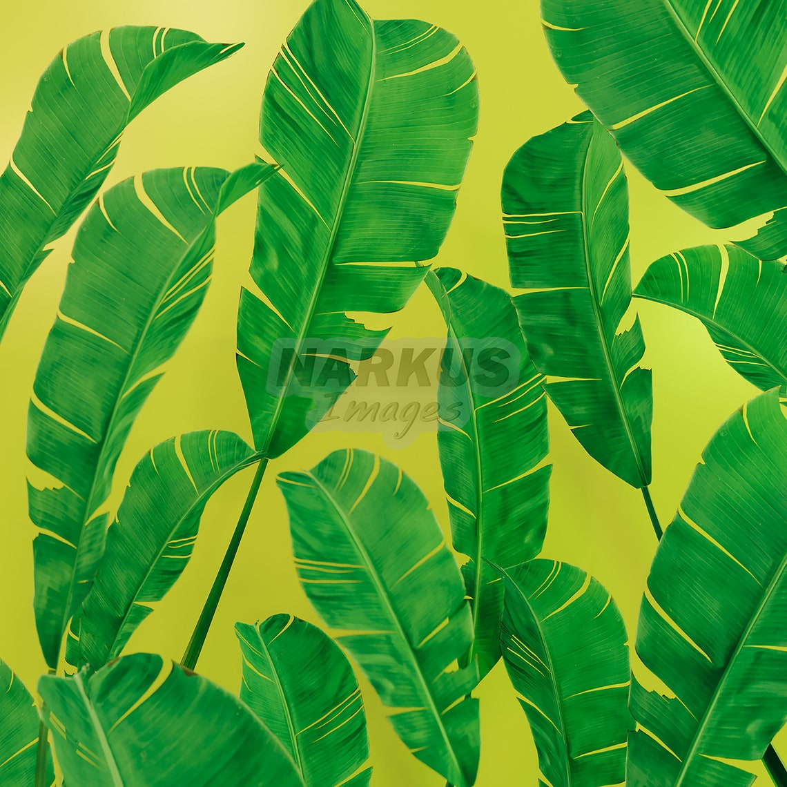 Tropical Plants and Palm Trees Digital Paper Set of 10 - Etsy