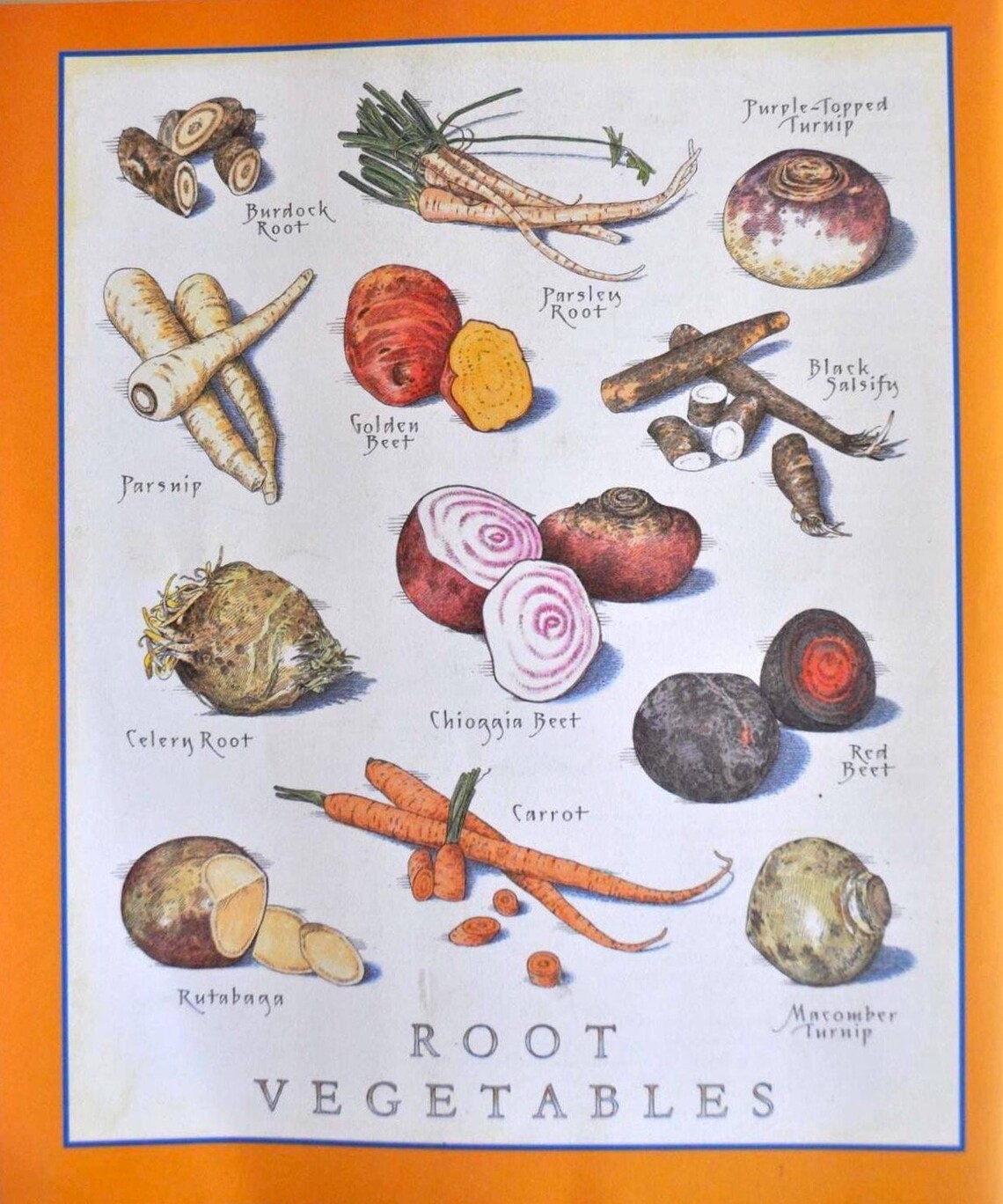 Original Print Root Vegetables Back Cover Cook's - Etsy