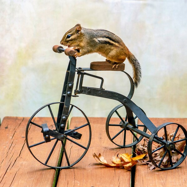 Chipmunk - Etsy