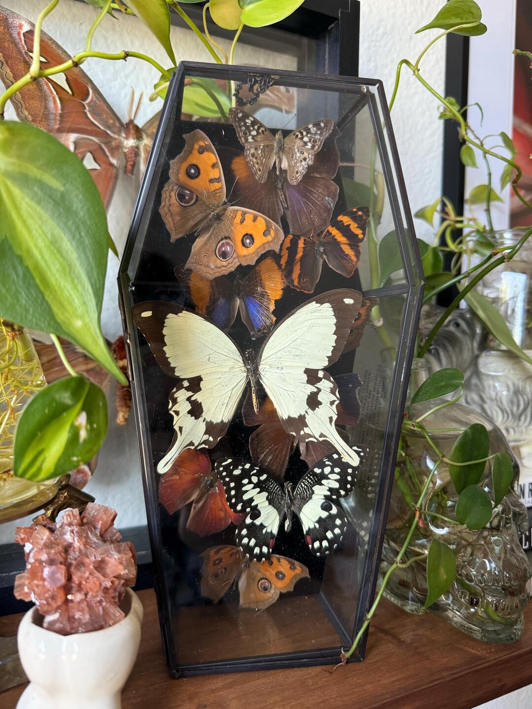 Glass Coffin Butterfly Collage - Insect Butterfly Taxidermy Eclectic ...