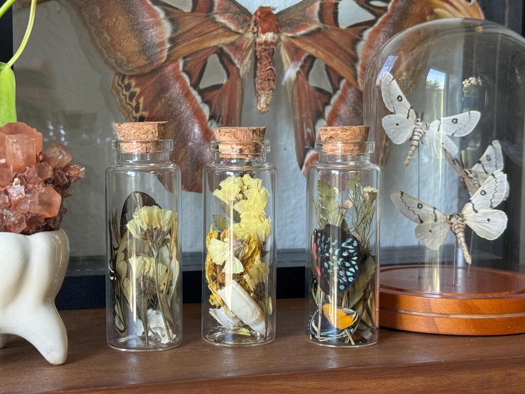 Oddity Mini Vial - Insect Butterfly Taxidermy Eclectic Witchy Academia ...