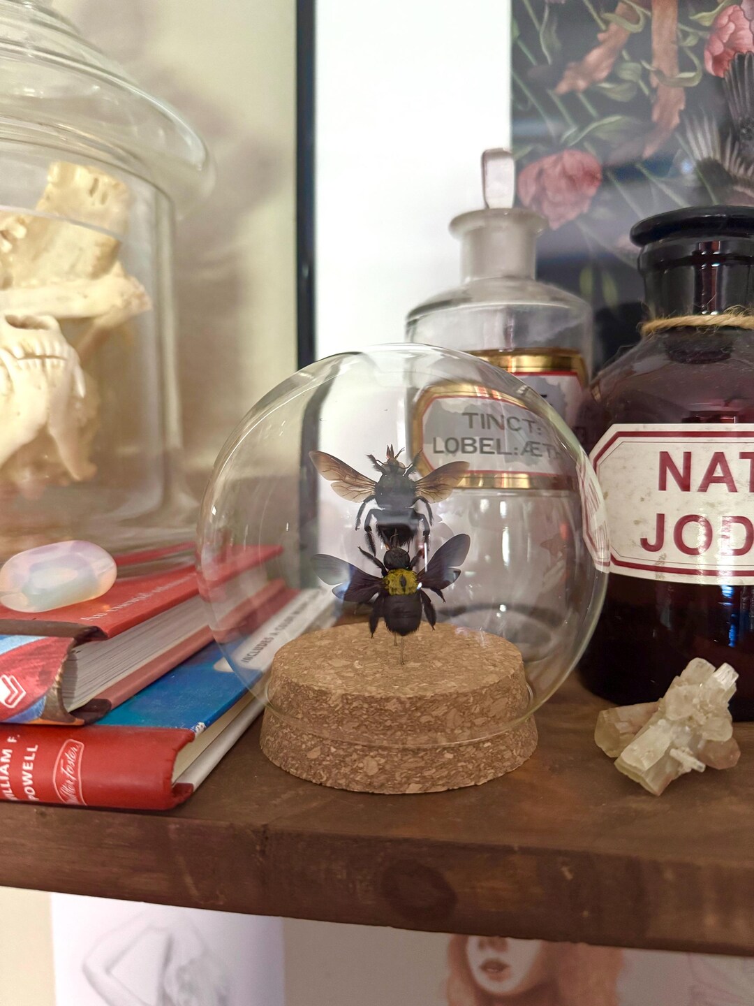 Bee Display Dome | Curio Oddity Witch Academia Decor Insect Taxidermy ...