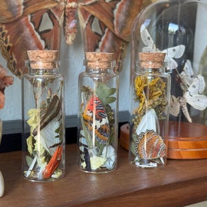 Oddity Mini Vial - Insect Butterfly Taxidermy Eclectic Witchy Academia ...