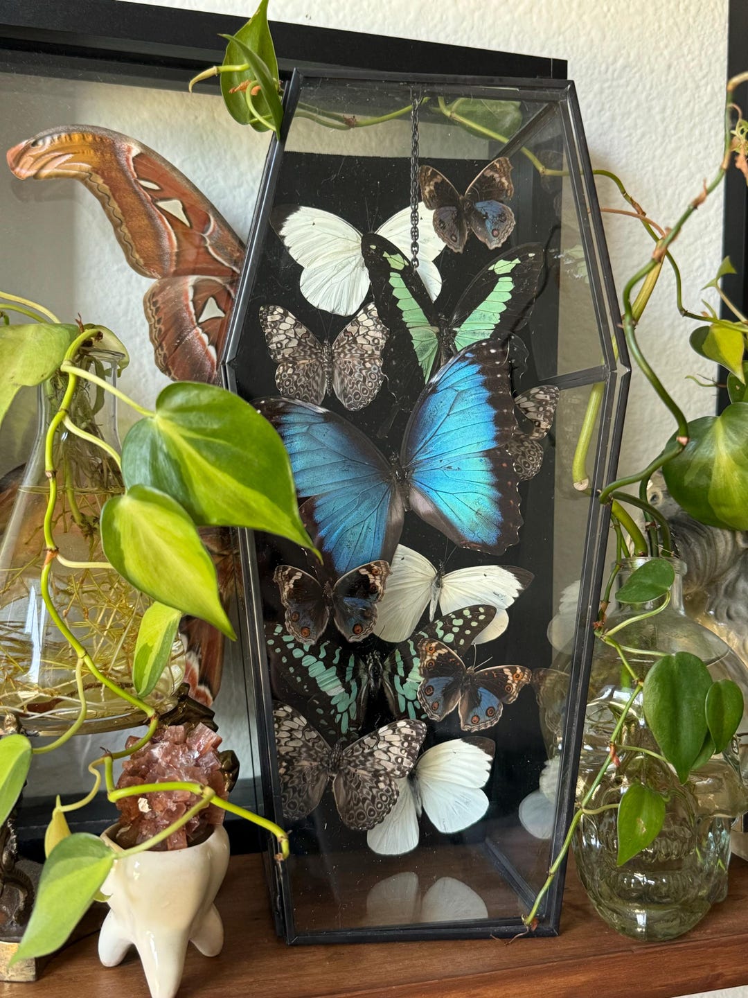 Glass Coffin Butterfly Collage Insect Butterfly Taxidermy Eclectic ...