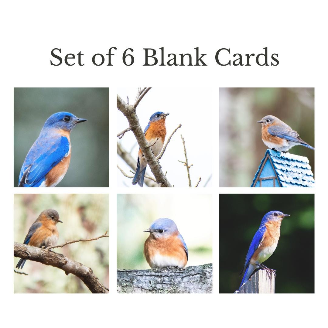 Bluebird Card Set | 6 Bird Photo Cards, Blank 5x7 Wildlife Stationery ...