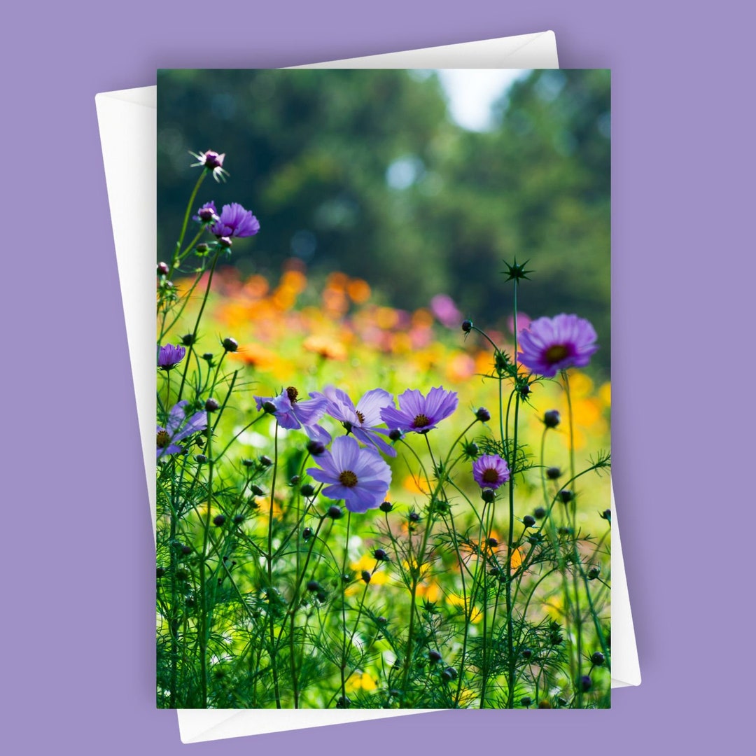 Cosmos Garden | 5x7 Blank Greeting Card With Nature Photography ...