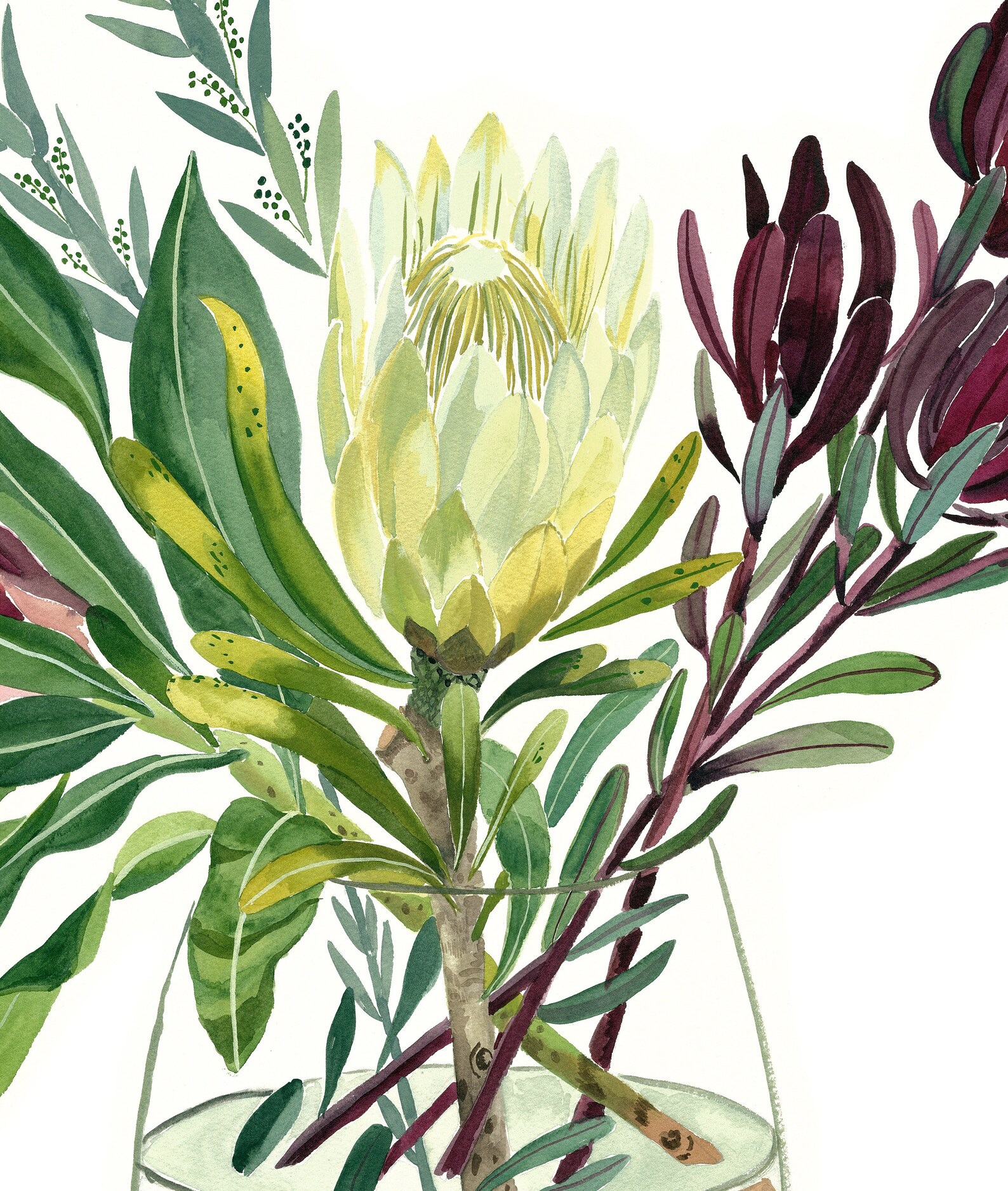 King Protea Australian Native plants watercolour wall art | Etsy