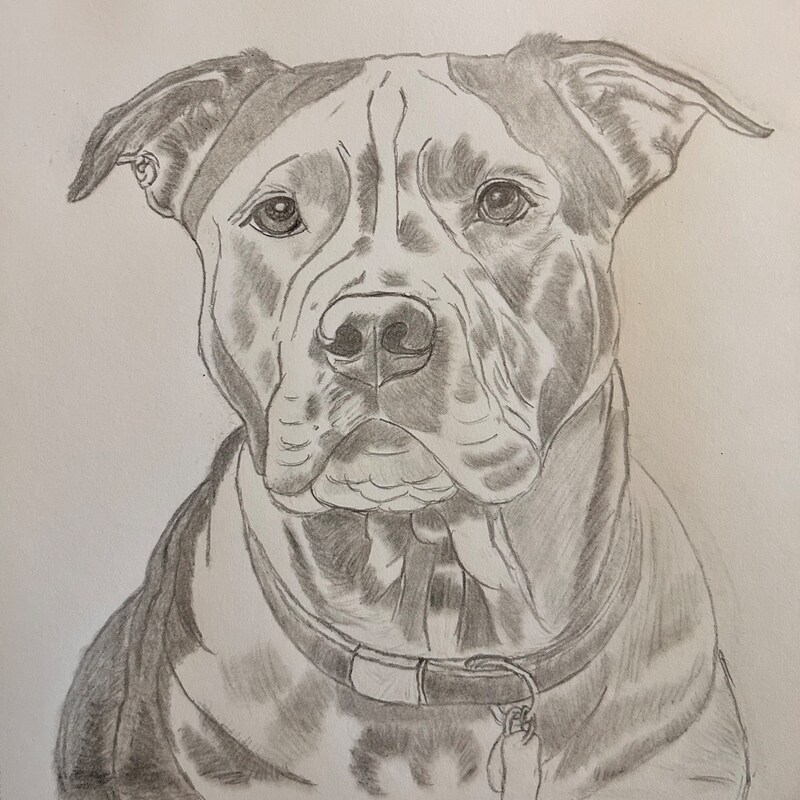 Dog Pencil Drawing - Etsy