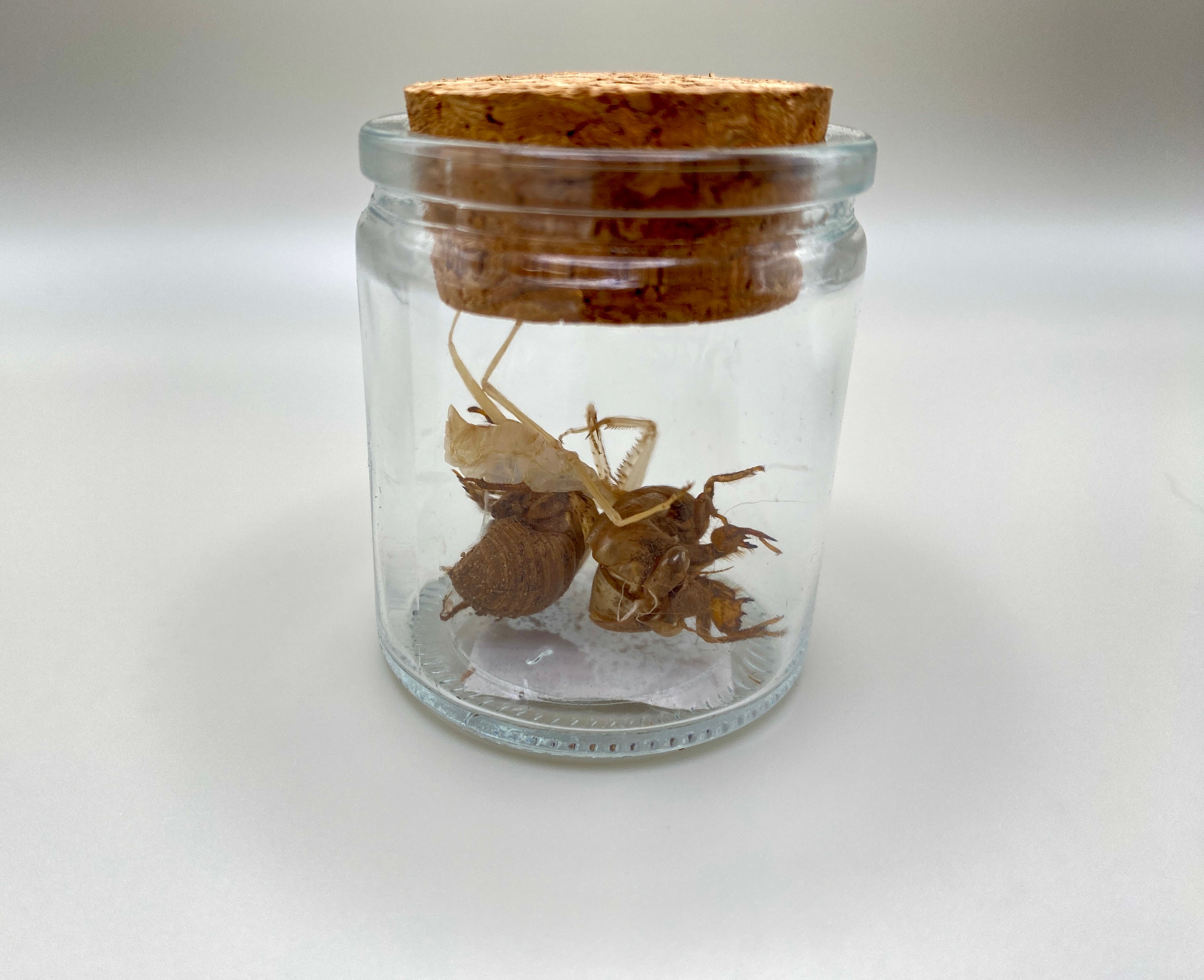 Jar of Molts, Dry Specimen, Two Cicada and and Preying Mantis Molt - Etsy