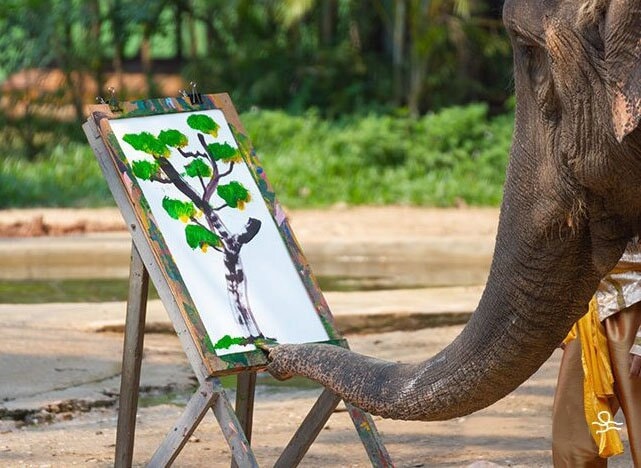 Elephant Paintings
