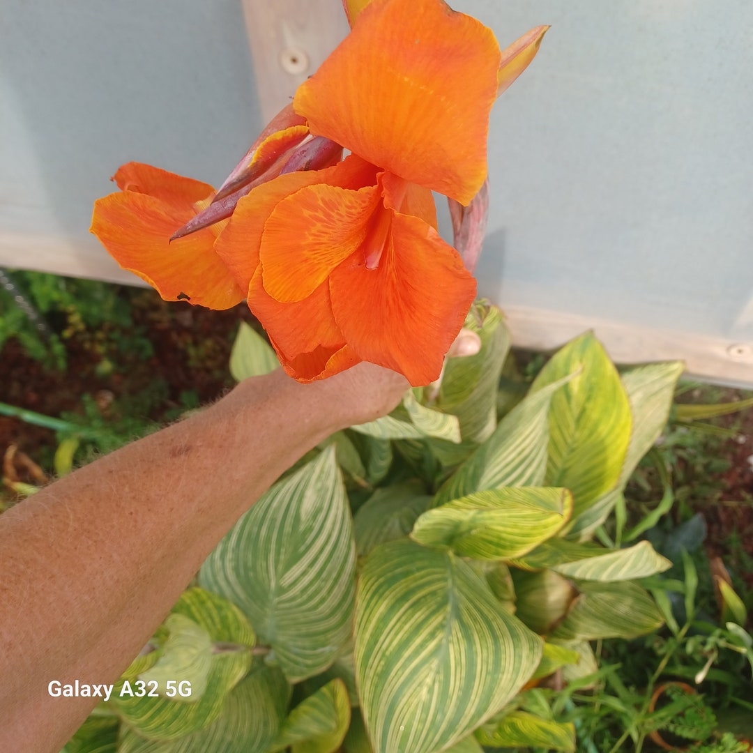 Bengal Tiger Canna Lily Rhizome Beautiful Striped Leaves - Etsy