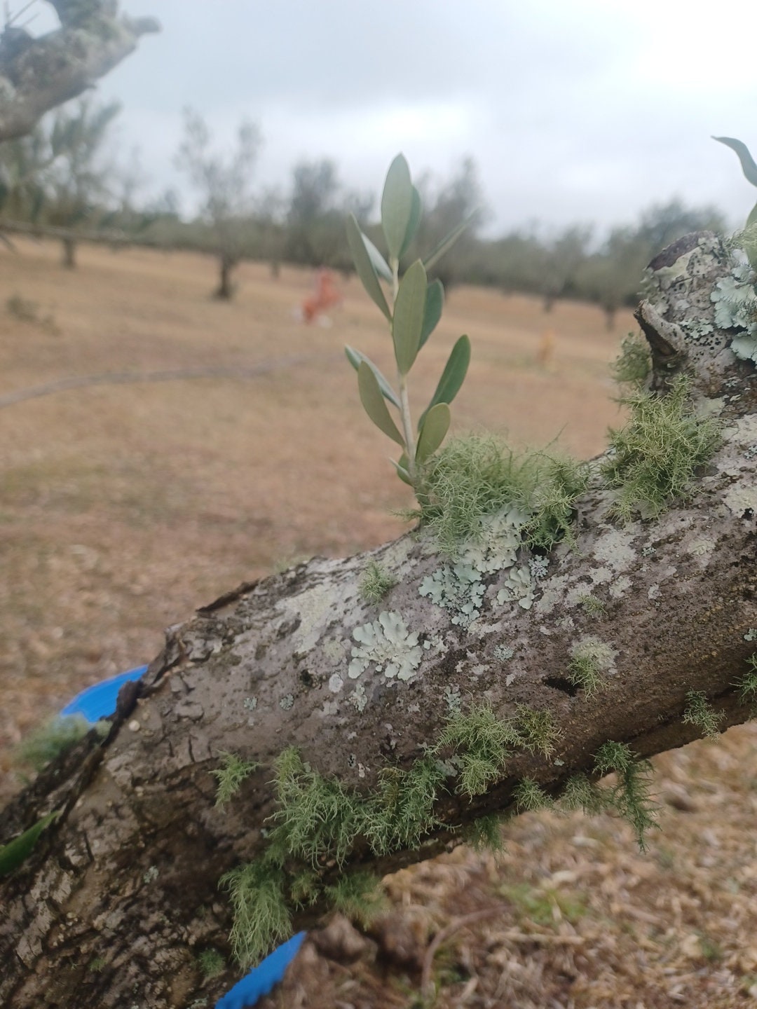 Usnea Lichen Old Man's Beard Native Wild Grown on Olive Trees 1 Gallon ...