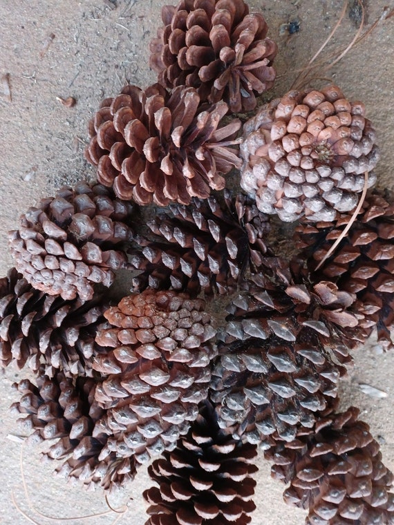 Fat Pine Cones