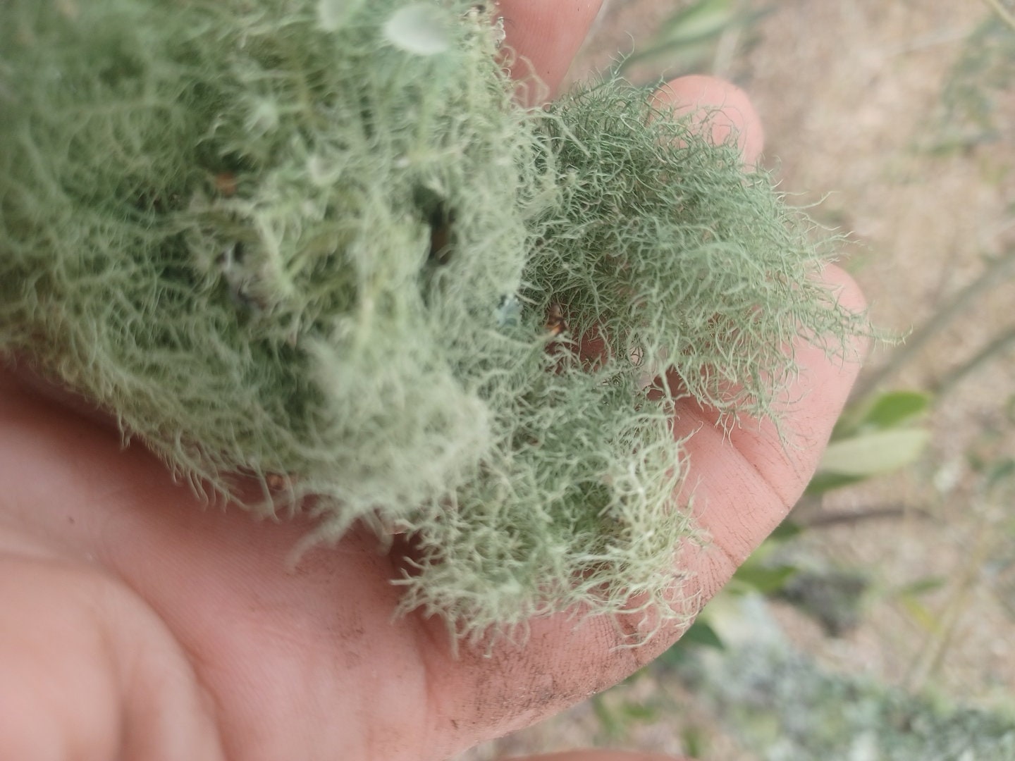 Usnea Lichen Old Man's Beard Native Wild Grown on Olive Trees 1 Gallon ...