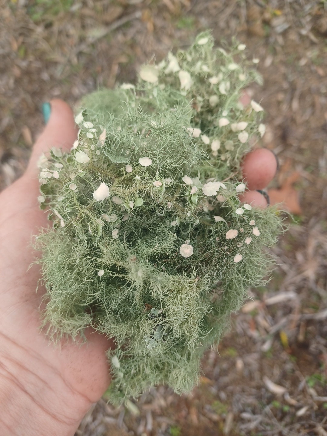 Usnea Lichen Old Man's Beard Native Wild Grown on Olive Trees 1 Gallon ...