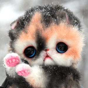 Memebon exotic shorthair kitten Pets toys & Fantasy creatures | Etsy