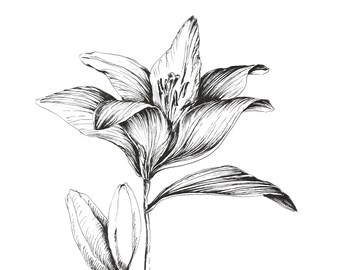 Flower prints floral artwork tiger lily drawing plant | Etsy