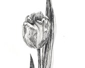 Tulip Pen Sketch Original Drawing Pen and Ink Tulip - Etsy