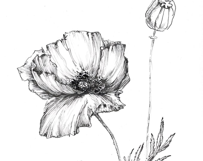 Poppy Flower Art, Original Sketch, Poppy Sketch Work, Poppy Drawing ...