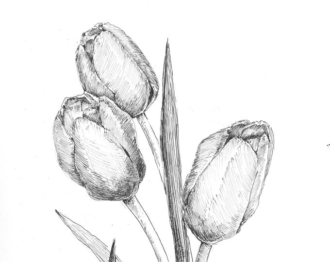 Tulips Pen Sketch, Tulip Flower, Original Pen Sketch, Flower Drawing ...
