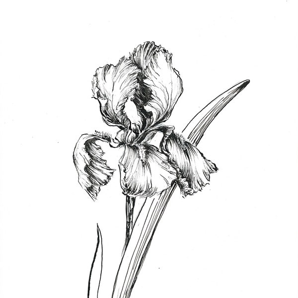 Iris Artwork - Etsy