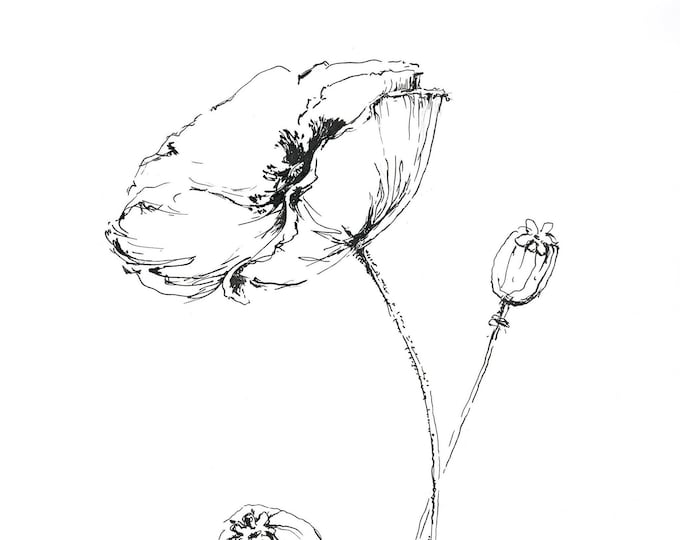 Poppy Print, Pen and Ink, Poppy Drawing, Poppy Flower, Flower Drawings ...