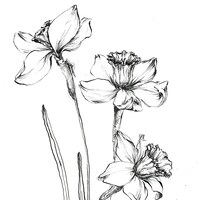 Poppy in Ink, Poppy Tattoo, Poppy Sketch, Drawing of Poppy, Black and ...