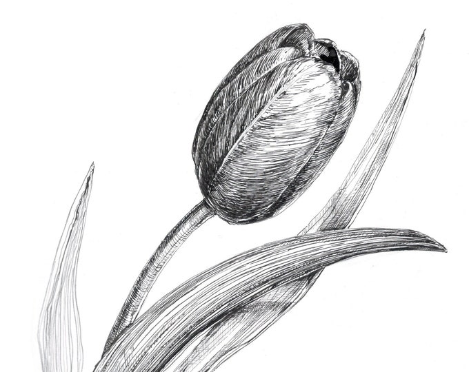 Tulip Pen Sketch, Original Drawing, Pen and Ink, Tulip Drawing, Tulip ...