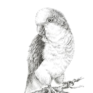Quaker Art Print, Quaker Parrot Bird, Bird Drawing, Bird Sketch Artwork ...